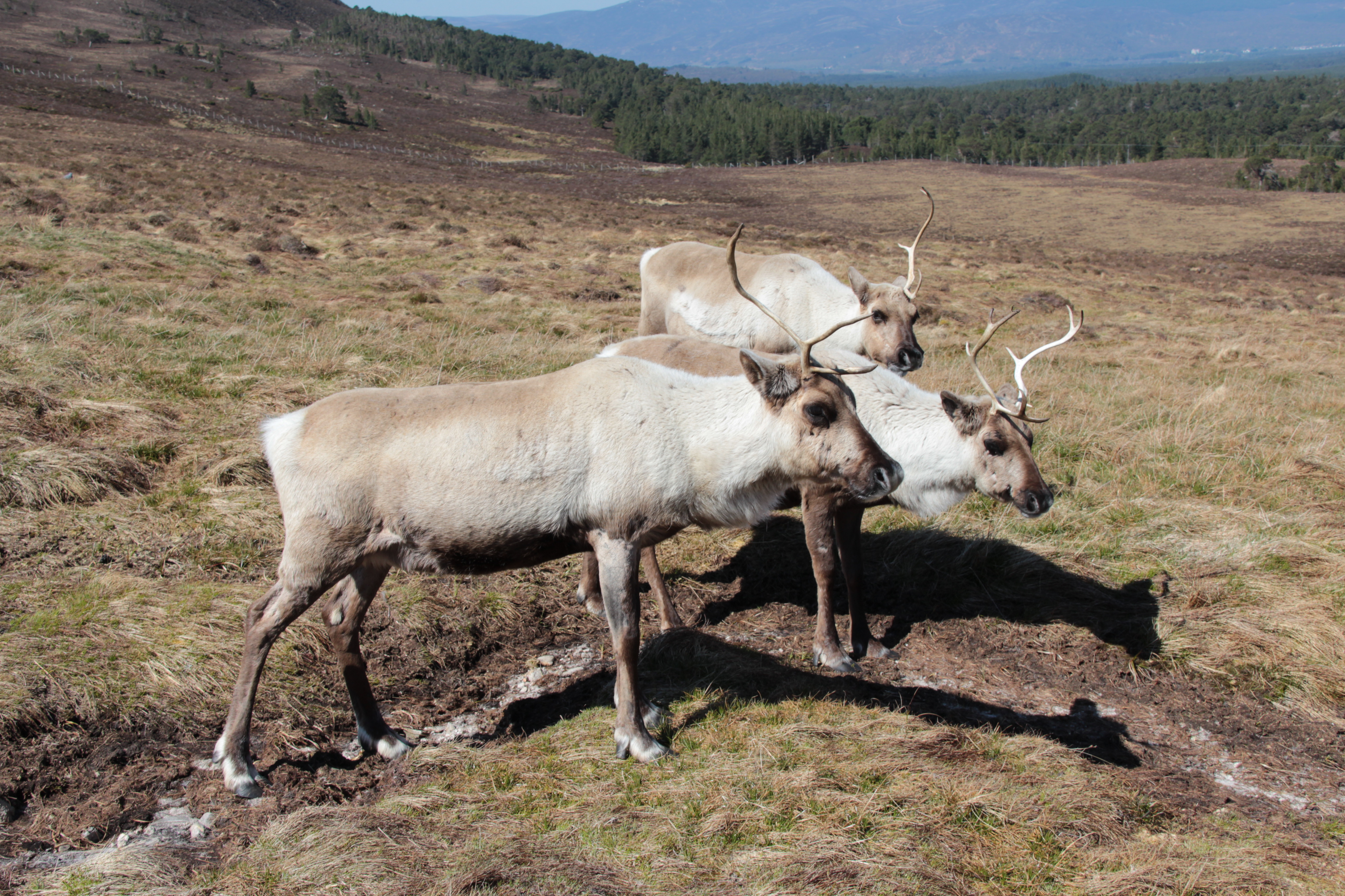The Cairngorm Reindeer Herd in Scotland - Luxembourg meets the World